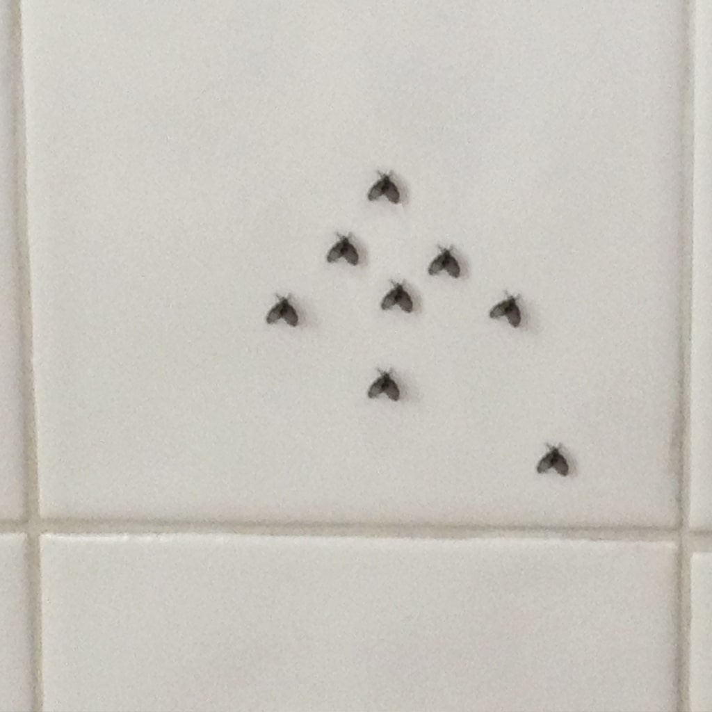 Pest Guide - Flies